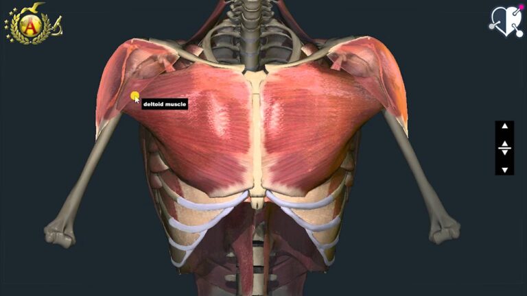 Muscolo Trasverso del Torace: Anatomia e Funzione | Actualizado mayo 2026