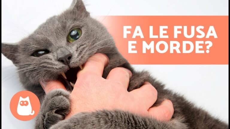 Perché il gatto fa le fusa? Scopri il significato e i benefici ...
