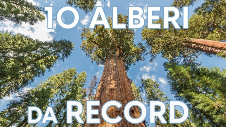 L'albero più alto del mondo: un gigante della natura | Actualizado mayo ...